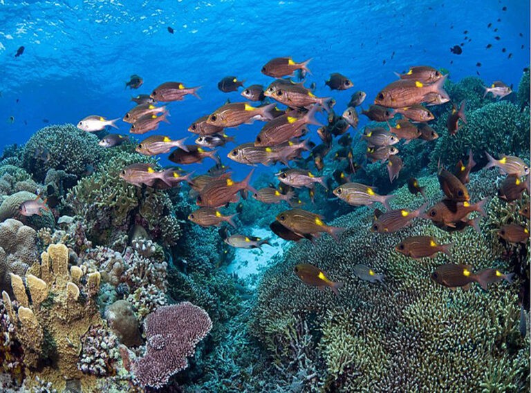 Quezon - Palawan Perfection